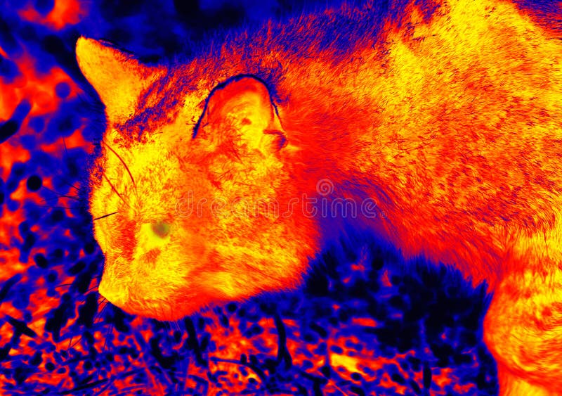 Infrared Cat Stock Photos - Free & Royalty-Free Stock Photos from ...