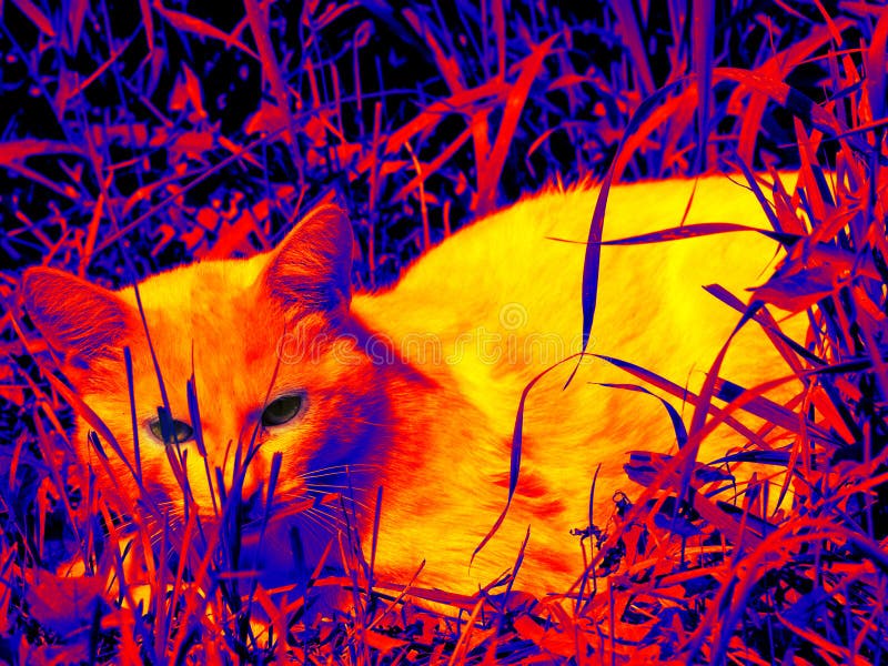 Infrared Cat Stock Photos - Free & Royalty-Free Stock Photos from ...