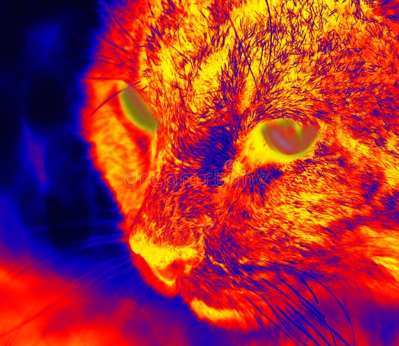 Infrared Cat Stock Photos - Free & Royalty-Free Stock Photos from ...
