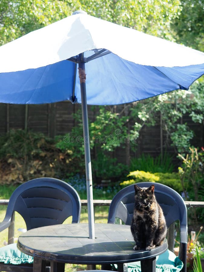 Tortoiseshell Cat Sat on Garden Table Under Umbrella Stock Photo ...