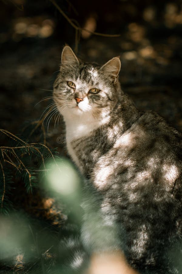 A Cat Sits in the Shade of a Tree, Looking at the Camera Stock Photo ...