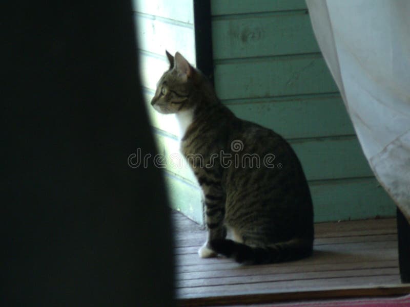 Cat stock image. Image of watch, fauna, mammal, affectionate - 96565665