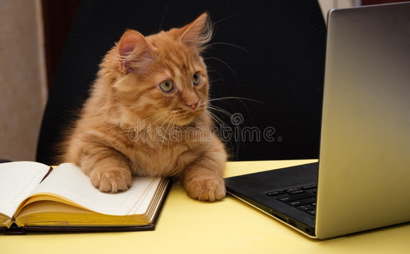 Cat Sits at a Table Near the Diary and Laptop Stock Photo - Image of ...