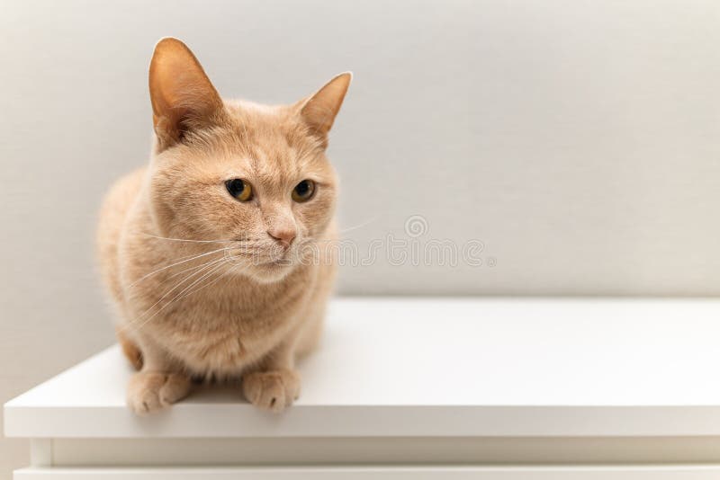 Cat Sits on the Table in the Room. Stock Photo - Image of character ...