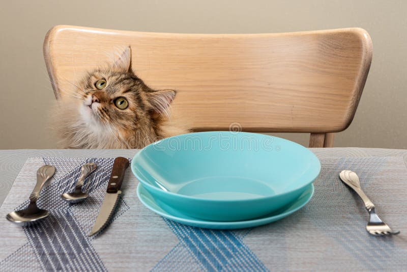 The Cat Sits at a Table Set for Dinner, Waiting for a Meal Stock Image ...