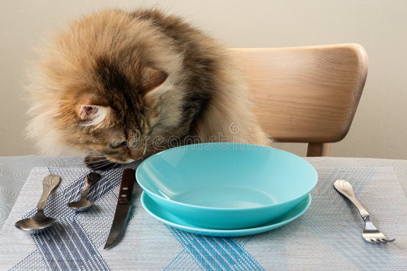 The Cat Sits at a Table Set for Dinner, Waiting for a Meal Stock Photo - Image of kitten, dinner ...