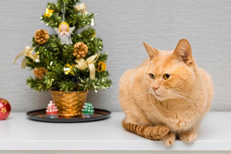 Cat Sits on a Table with a Standing Christmas Tree Stock Image - Image ...
