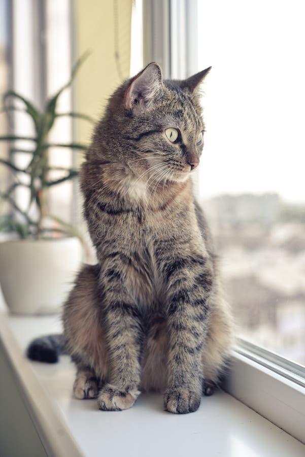 A Cat Sits on a Window Sill Stock Photo - Image of sleeping, mammal ...