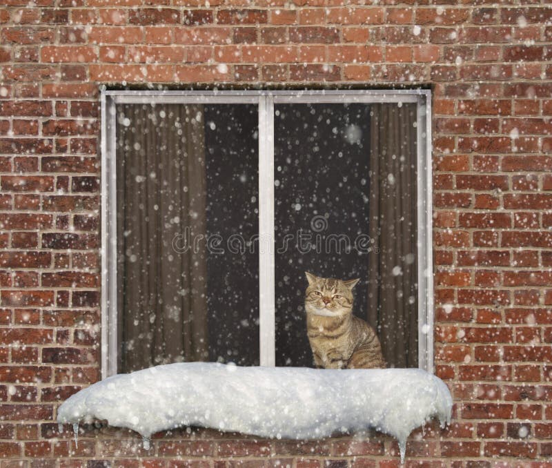 Cat and window stock photo. Image of brick, sitting - 126597106