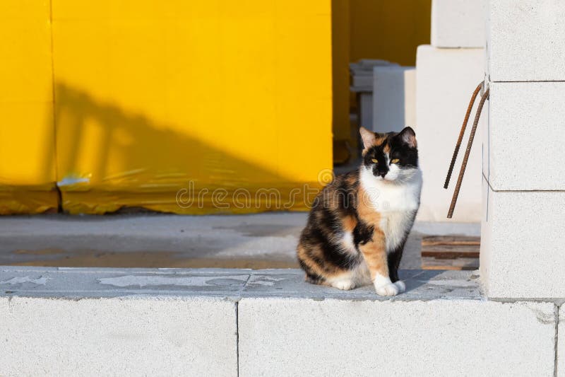 Cat Sits on the Windowsill in the Background of the Construction Site ...
