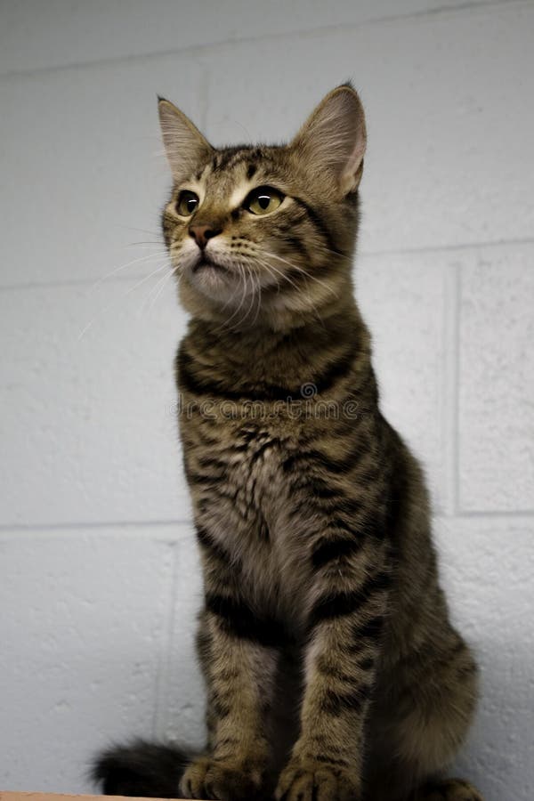 Tabitha Rossman (Biotabby) - Photographer profile