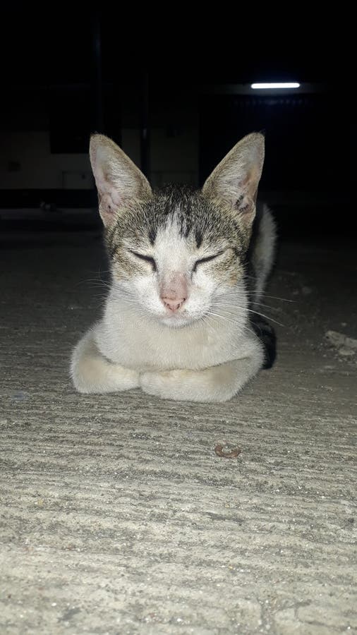 A cat is sitting alone stock image. Image of animals - 205860305