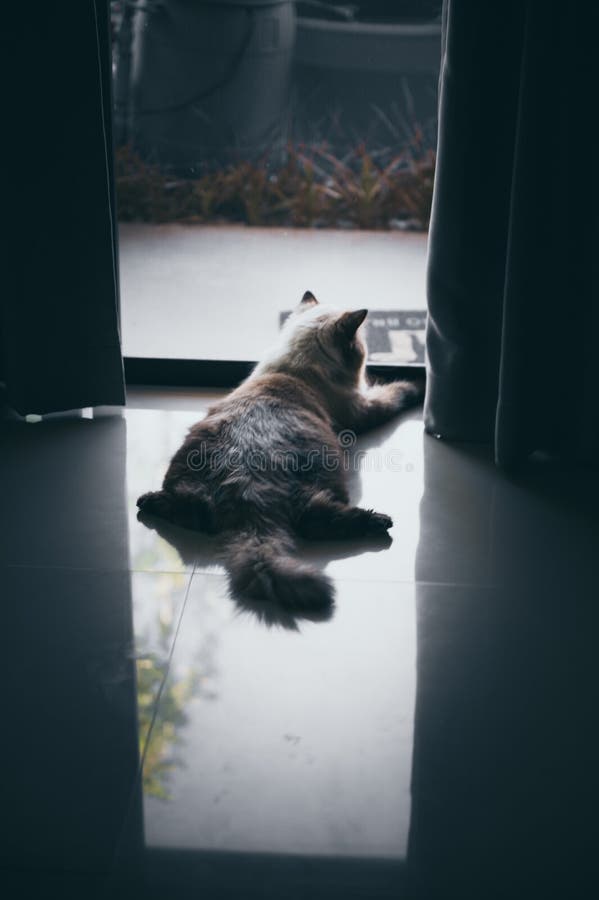 Himalayan Tabby Stock Photos - Free & Royalty-Free Stock Photos from ...