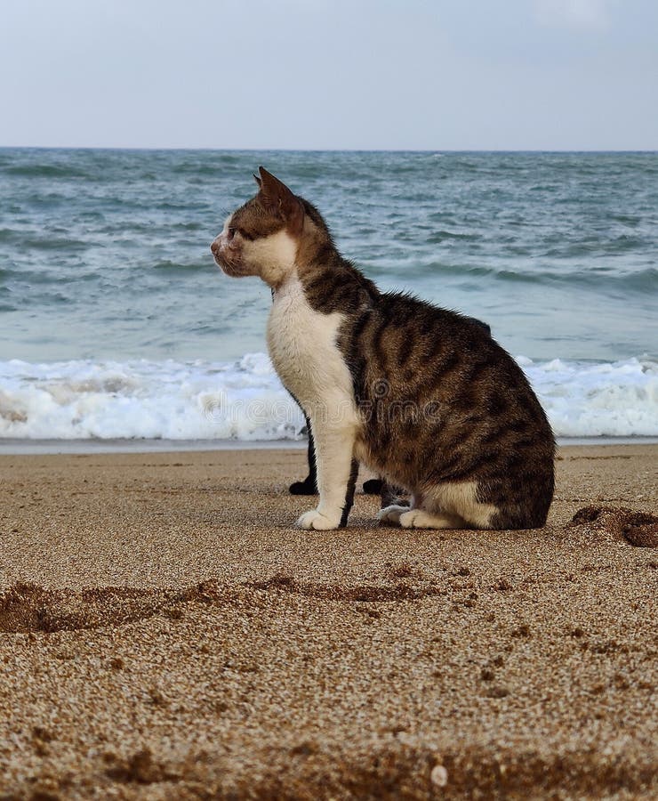 A cat sitting alone stock image. Image of carnivore - 220788631