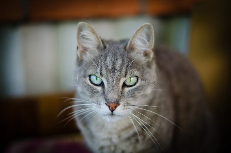 Cat sitting alone stock image. Image of cute, animal - 99694179