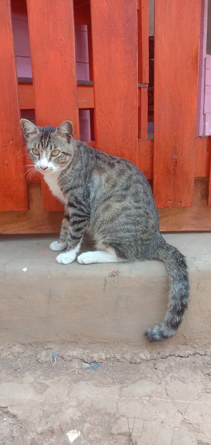 A Cat is Sitting Alone on the Terrace of the House Stock Image - Image ...
