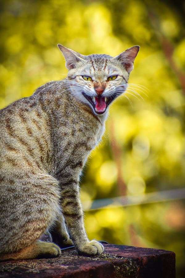 Cat sitting angry face stock image. Image of angrily - 108274165
