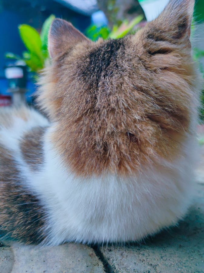 Cat is sitting back view stock image. Image of view - 230170803