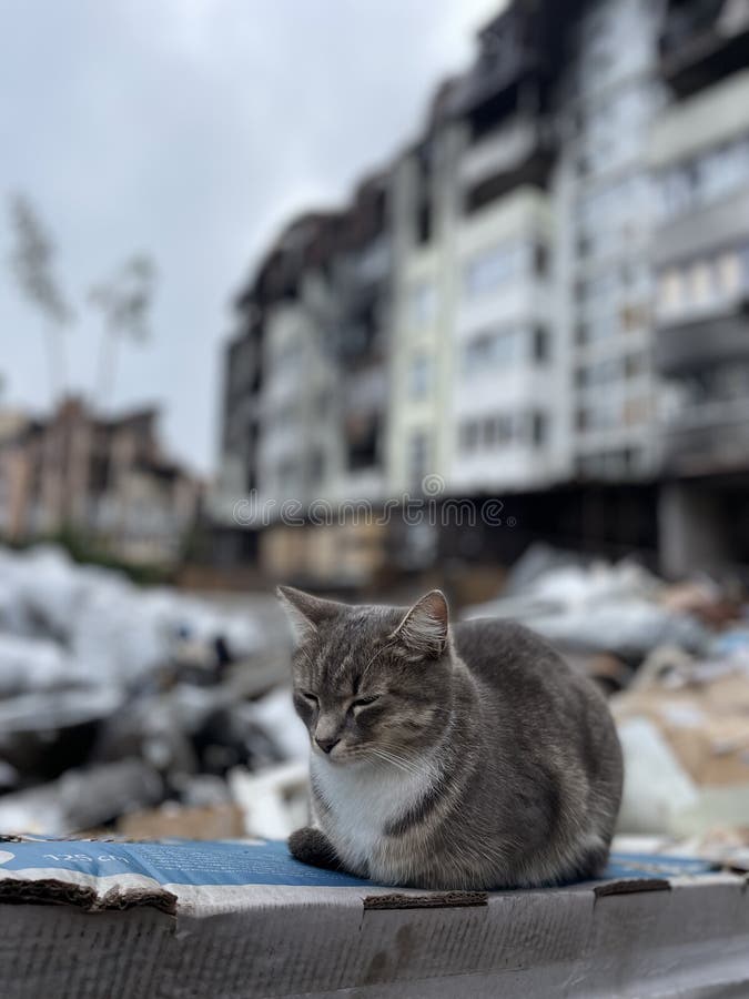 The Cat is Sitting on the Background of a Destroyed House Stock Image ...