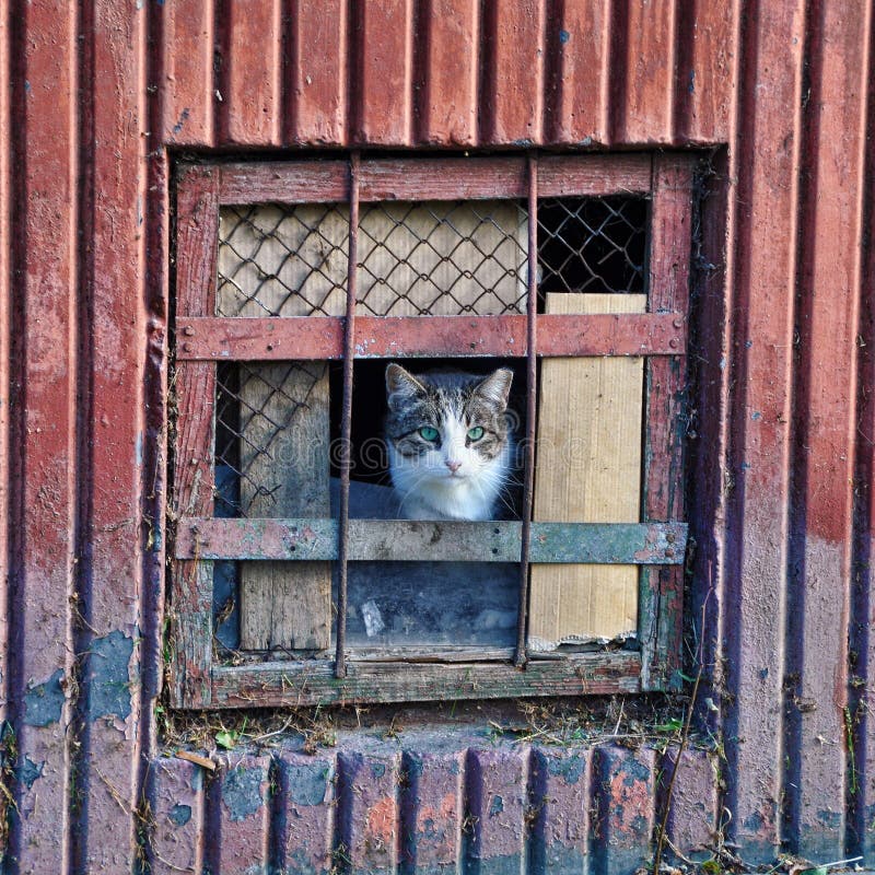 Cat sitting behind bars stock image. Image of bars, homeless - 46562837