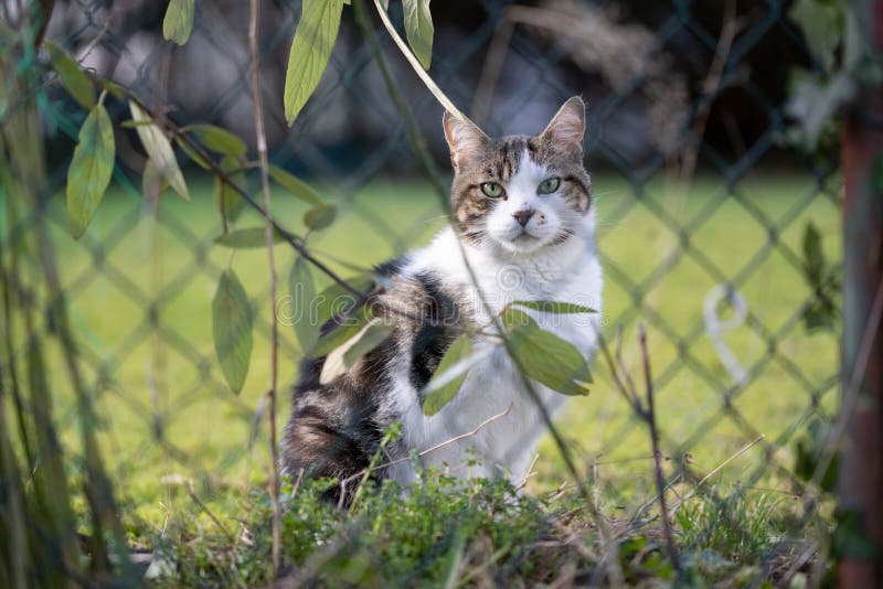 Cat Sitting Behind Chain-link Fence Outdoors Looking at Camera Stock ...