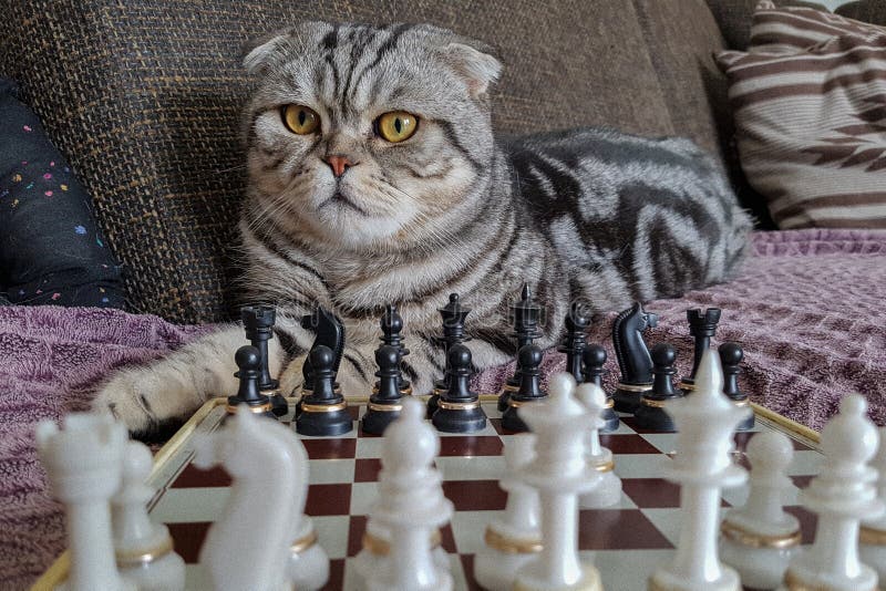 Animals Play Chess Stock Photos - Free & Royalty-Free Stock Photos from ...