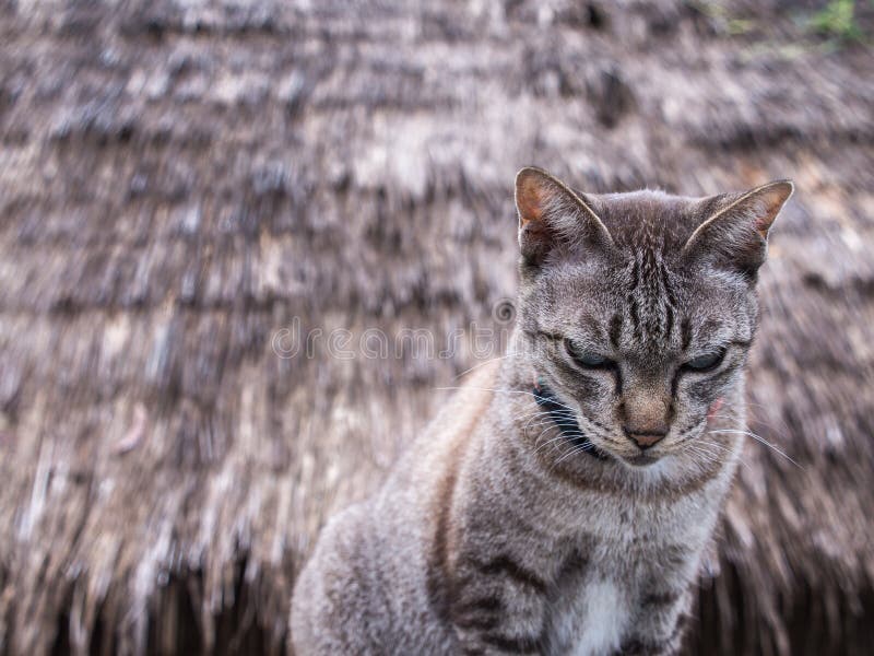 Cat Sitting Behind the Cottage Photo stock - Image du domestique ...