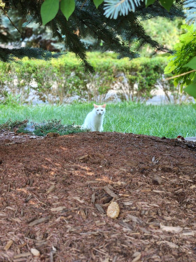 Cat Sitting Behind Trees stock photo. Image of plantation - 284845318