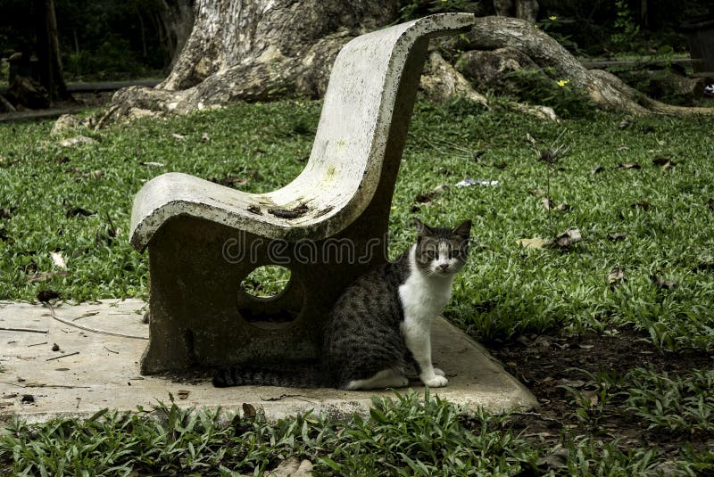 A Cat Sitting by the Bench at the Park Look into the Camera Stock Image ...