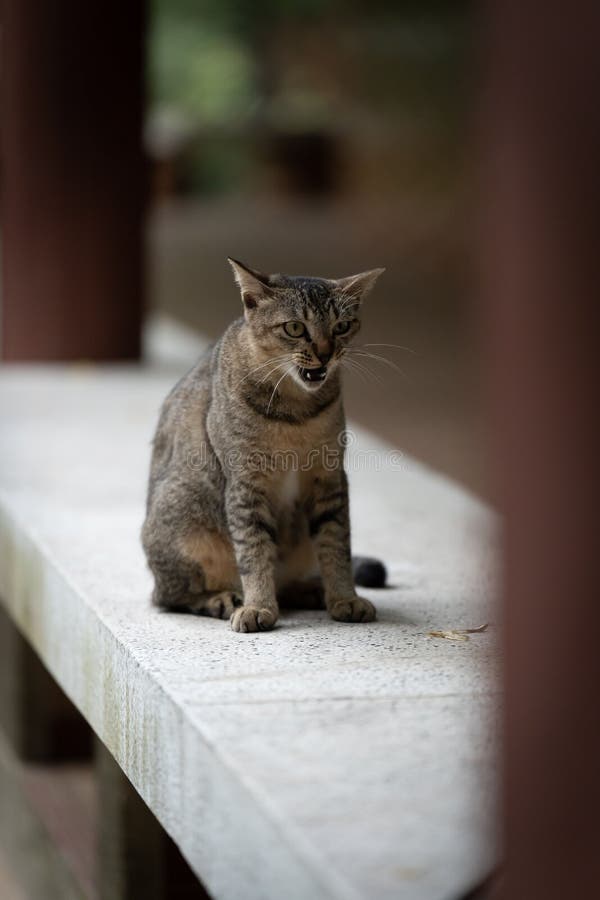 Cat Sitting on the Bench and Screaming Stock Photo - Image of soft ...