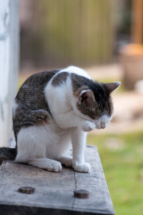 Cat cleaning up stock photo. Image of feline, kitty - 128956908