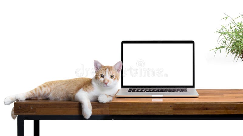 Cat Sitting with Blank Laptop on Wooden Table on White Stock Image ...