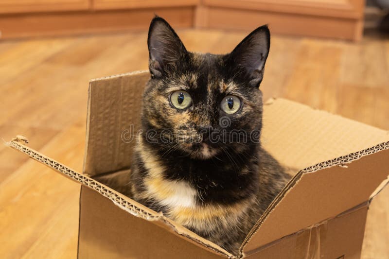 The Cat is Sitting in a Box. the Cat is Black, Red and White Colors ...