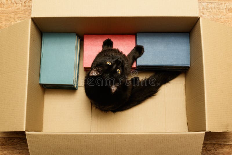 Cat Sitting in a Box with Books Stock Photo - Image of literature ...