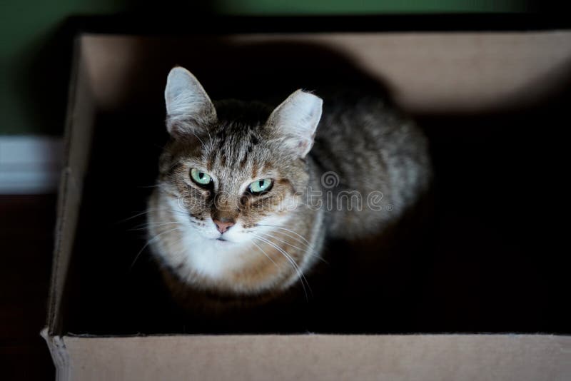 Cat sitting in box stock image. Image of young, animal - 140087887