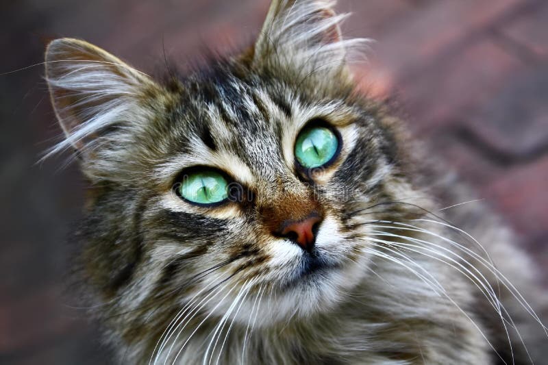 Cat Sitting on Brick Pavement, Looking Up Stock Image - Image of ...