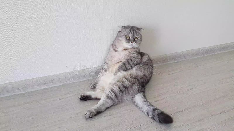 Cat Sitting on the Butt. Cat Sitting in a Buddha Pose. Stock Video ...