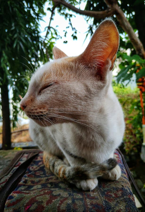 A Cat Sitting in a Calm Posture Stock Image - Image of kitten, wildcat ...