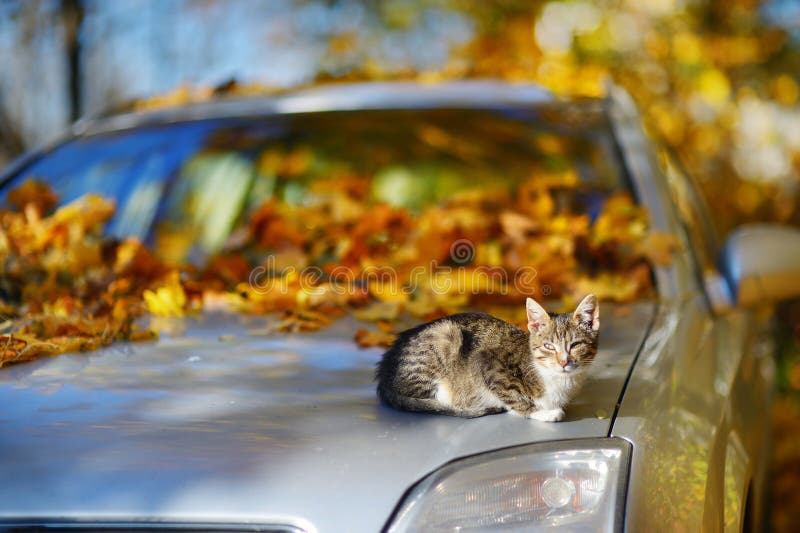 Cat Sitting on a Car on Autumn Day Stock Photo - Image of female, cute ...