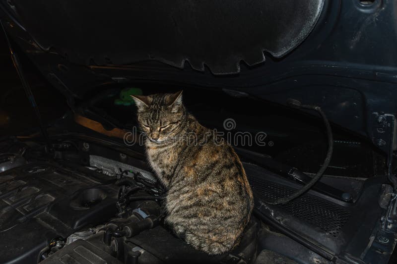 Cat Sitting in Car Engine Bay at Night Stock Photo - Image of feline ...