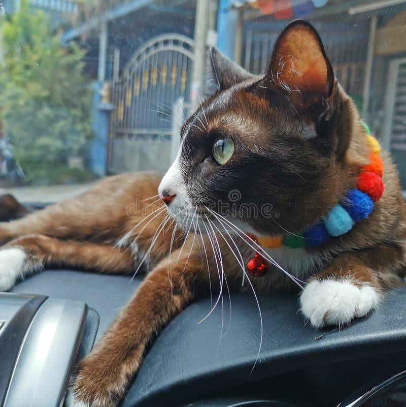 Cat Sitting in Car and Look at Inside Stock Photo - Image of mammal ...
