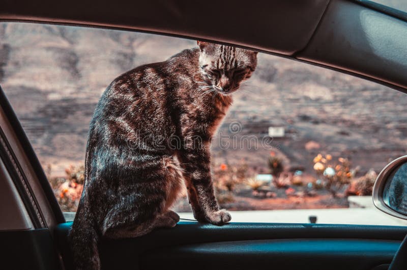 919 Cat Car Window Stock Photos - Free & Royalty-Free Stock Photos from ...