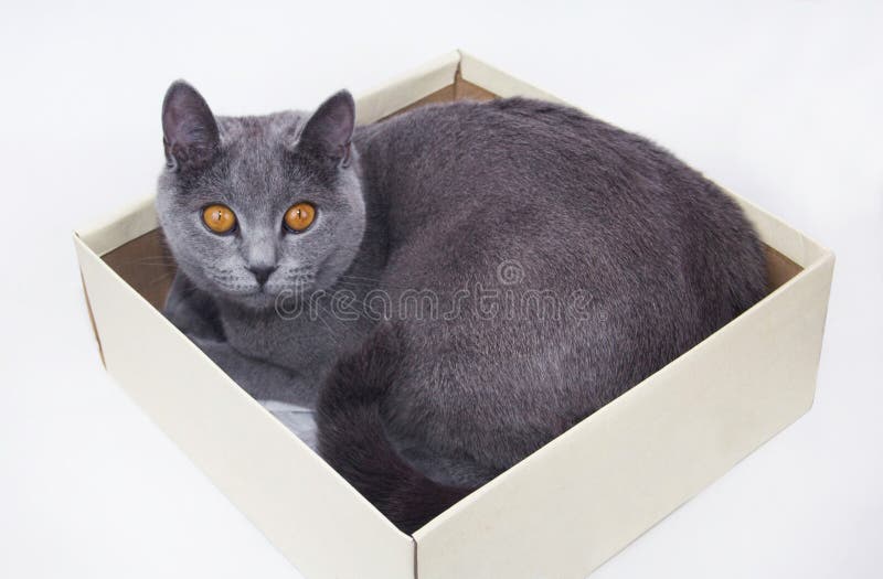 Cat Sitting in a Cardboard Box. Cat in a Box. Cat Sitting in a ...