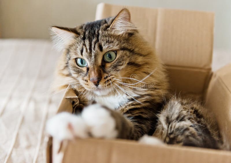 Cat Sitting in Cardboard Box Stock Image - Image of animal, floor: 38881021