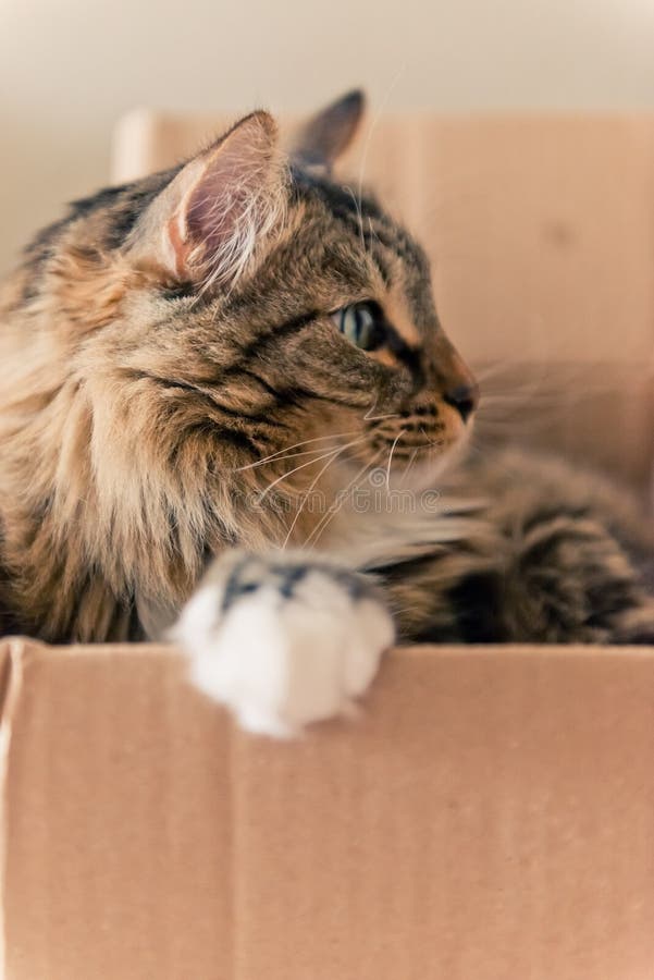 Cat Sitting in Cardboard Box Stock Image - Image of animal, floor: 38881021