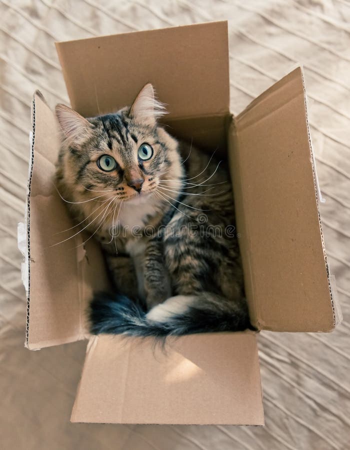 Cat Sitting in Cardboard Box Stock Image - Image of shows, nice: 38881067