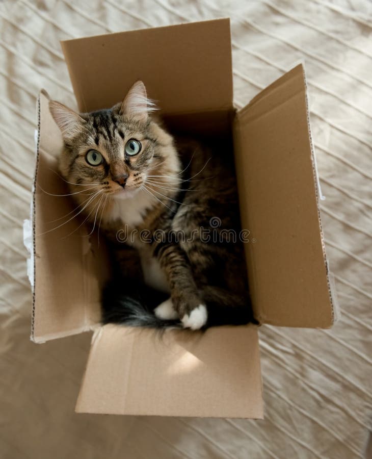 Curious Cat Peeking Out of Box Stock Image - Image of look, feline: 6389493