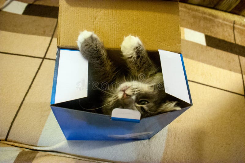 377 Cat Under Box Stock Photos - Free & Royalty-Free Stock Photos from ...