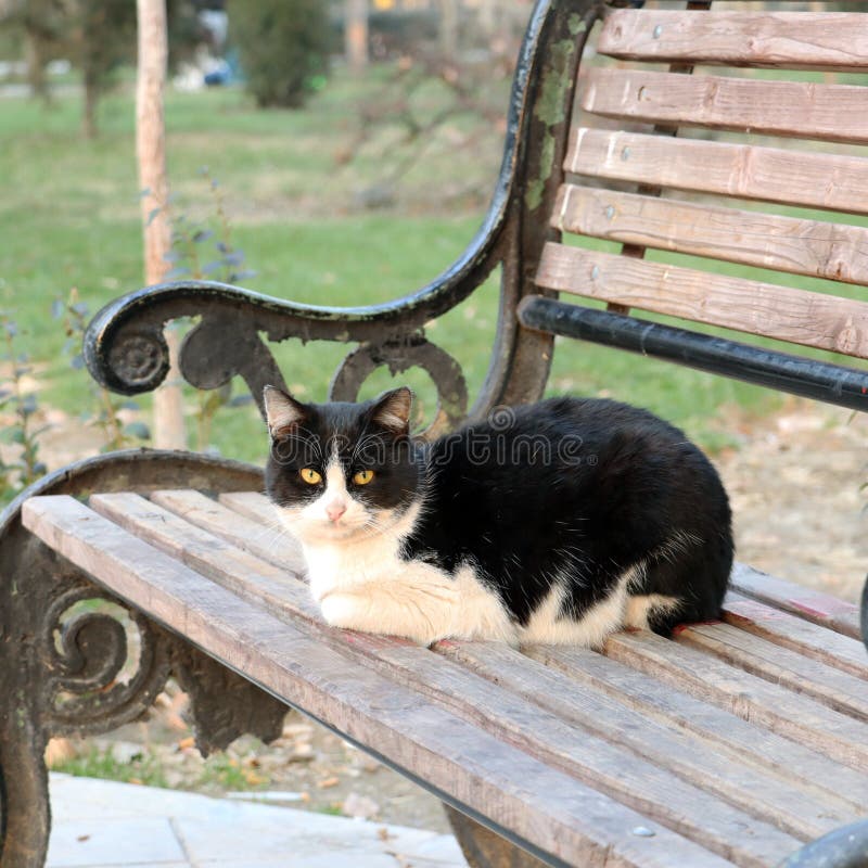 The Cat is Sitting on a Chair Stock Image - Image of animal, black ...