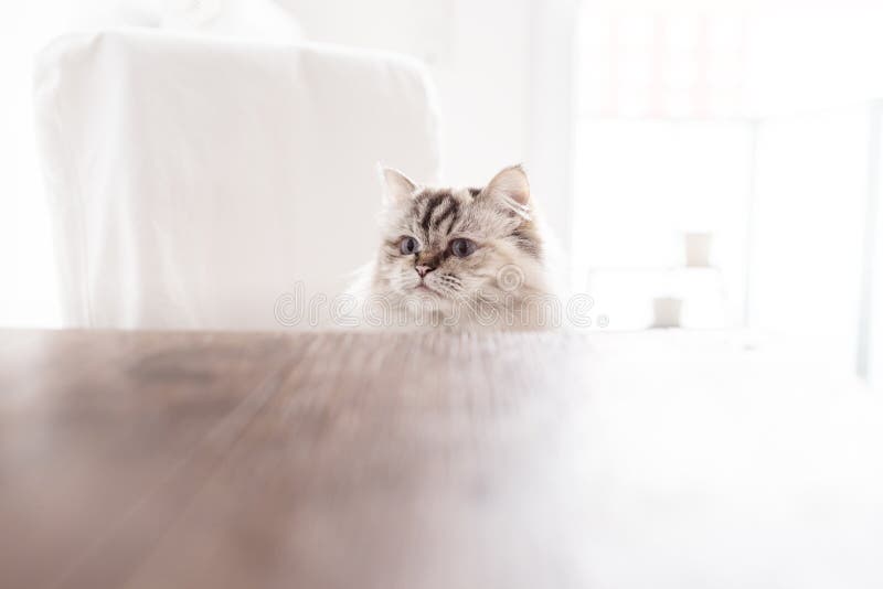 Cat Sitting on Chair Behind Table Stock Image - Image of adorable, hair ...